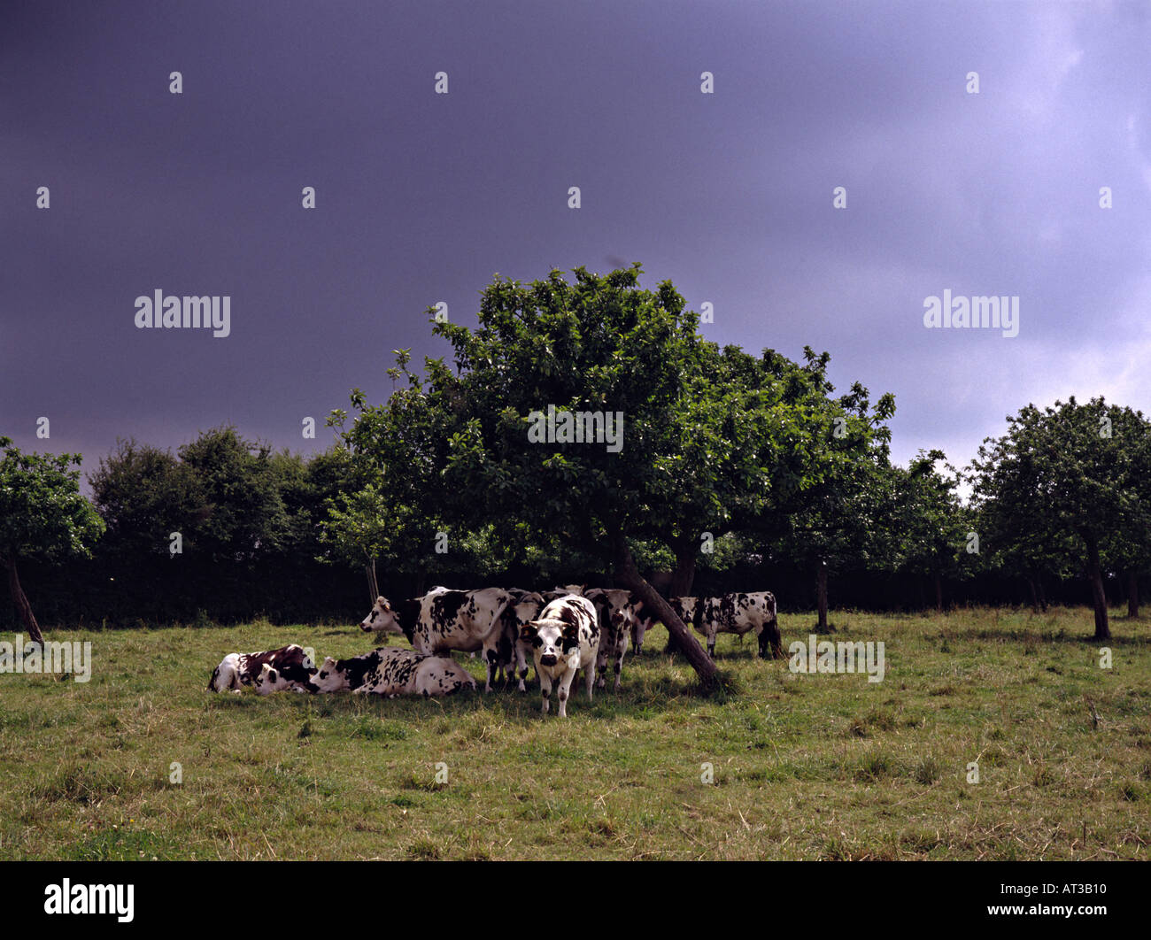 Cattle dairy herd normandy france hi-res stock photography and images ...