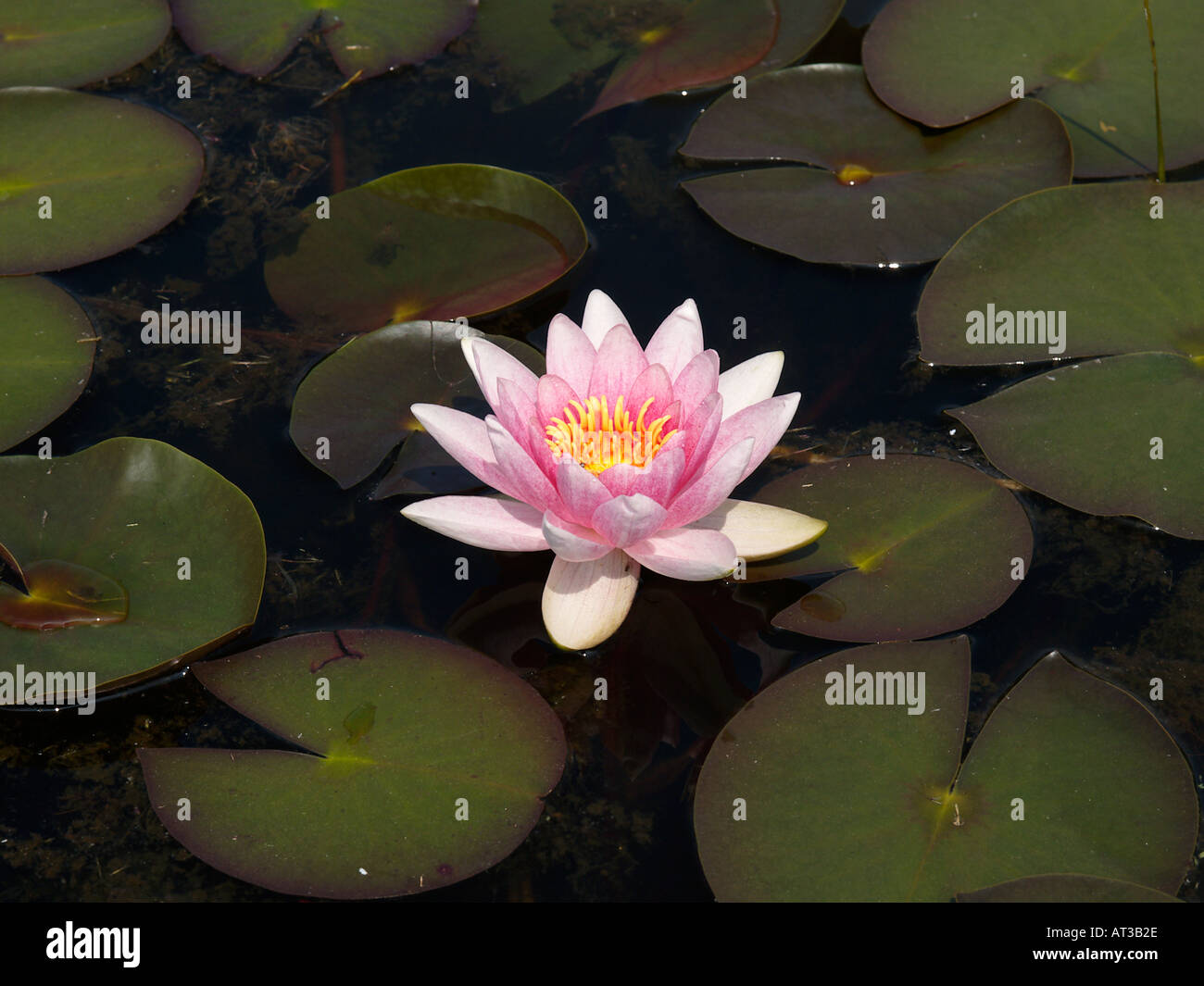 beautiful open water lily floating in a pond Stock Photo - Alamy