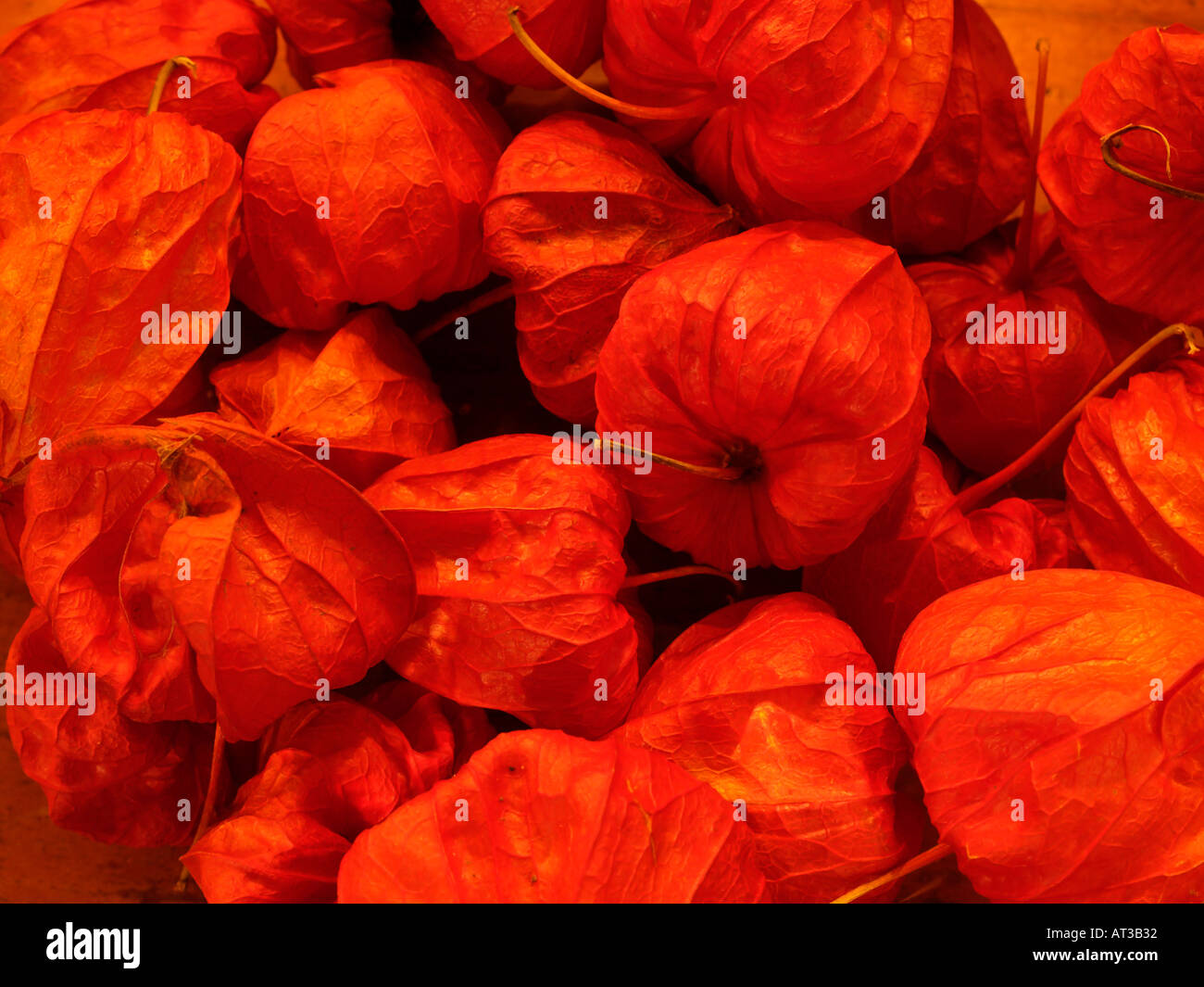 Seed vessels hi-res stock photography and images - Alamy