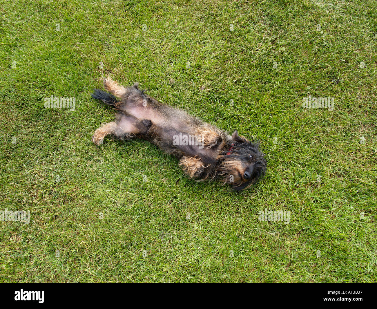 Lawn rolling hi-res stock photography and images - Alamy