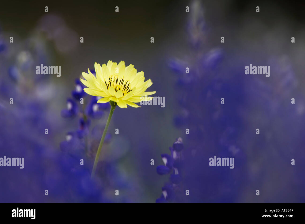 Wildflower field with Texas Dandelion Pyrrhopappus multicaulis and ...