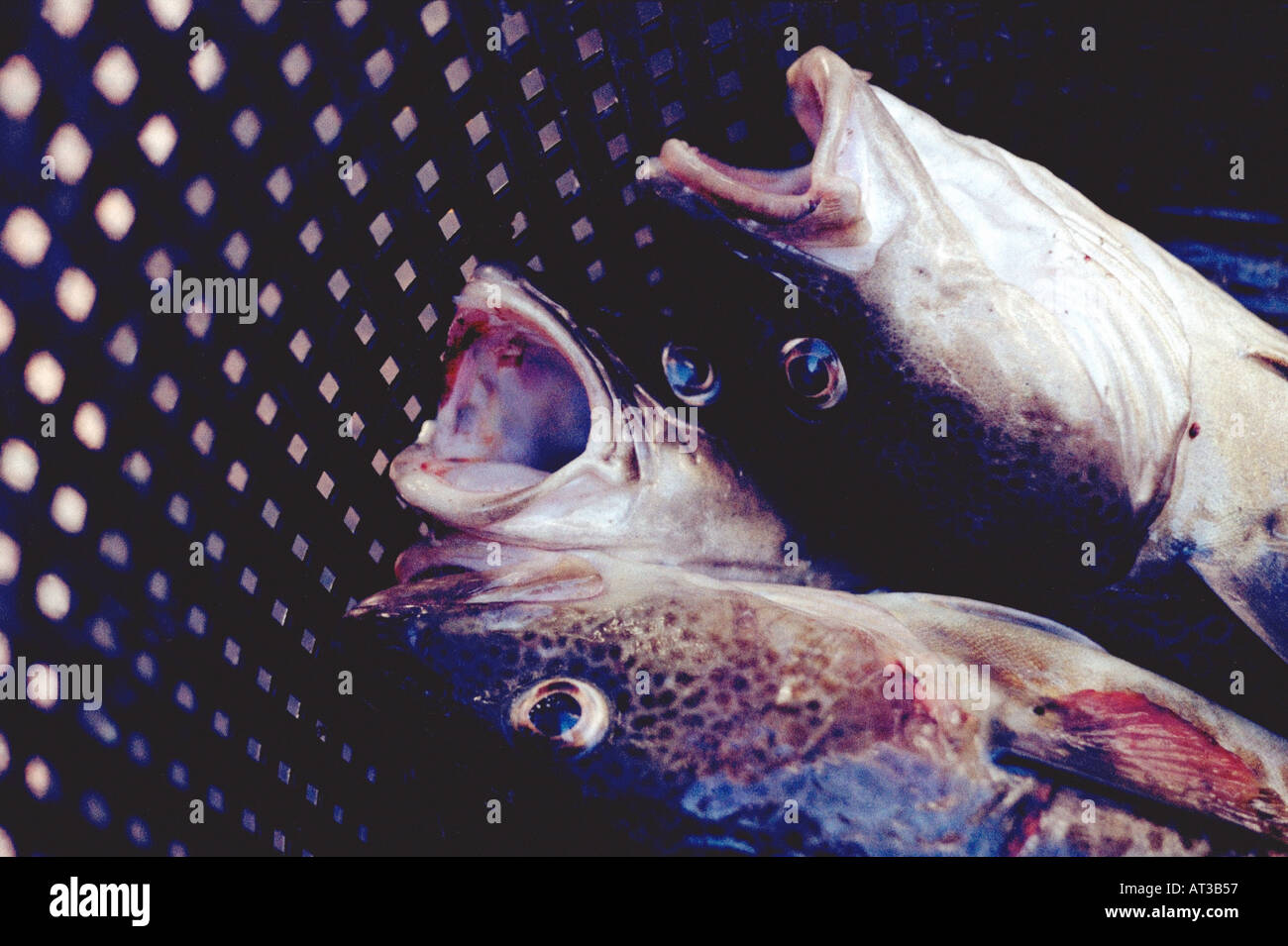 Gasping fish hi-res stock photography and images - Alamy