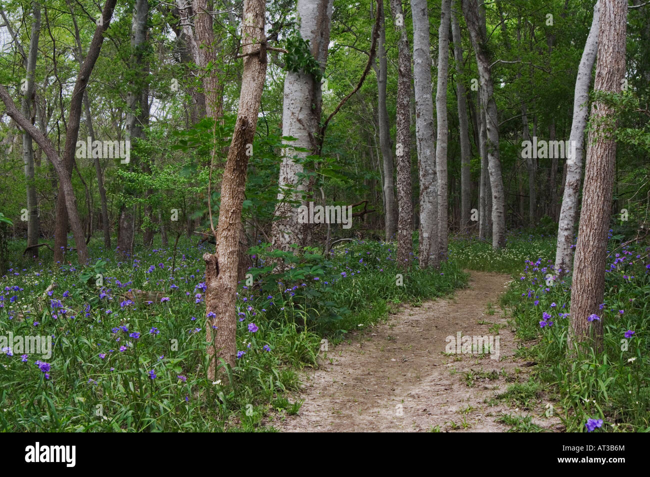 Prairie Spiderwort Tradescantia occidentalis blooming on forest floor ...