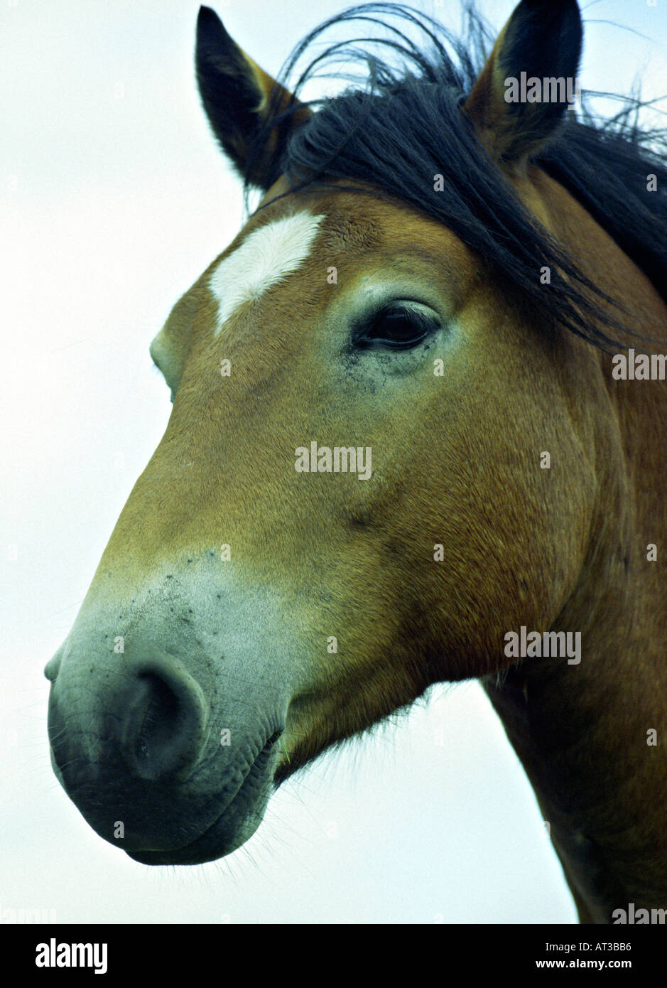 head of a horse Stock Photo - Alamy