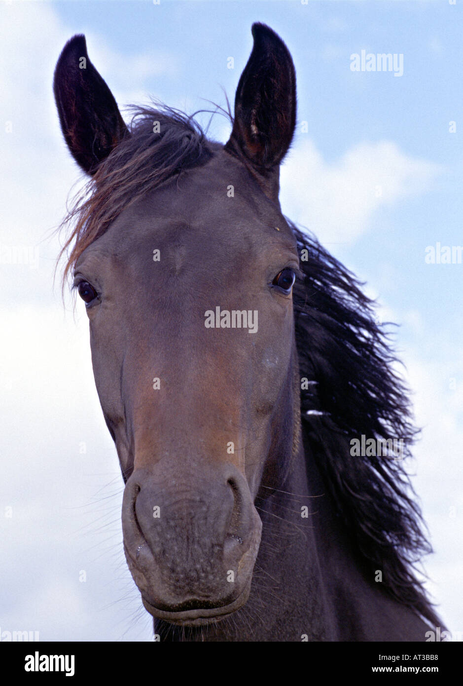 head of a horse Stock Photo - Alamy