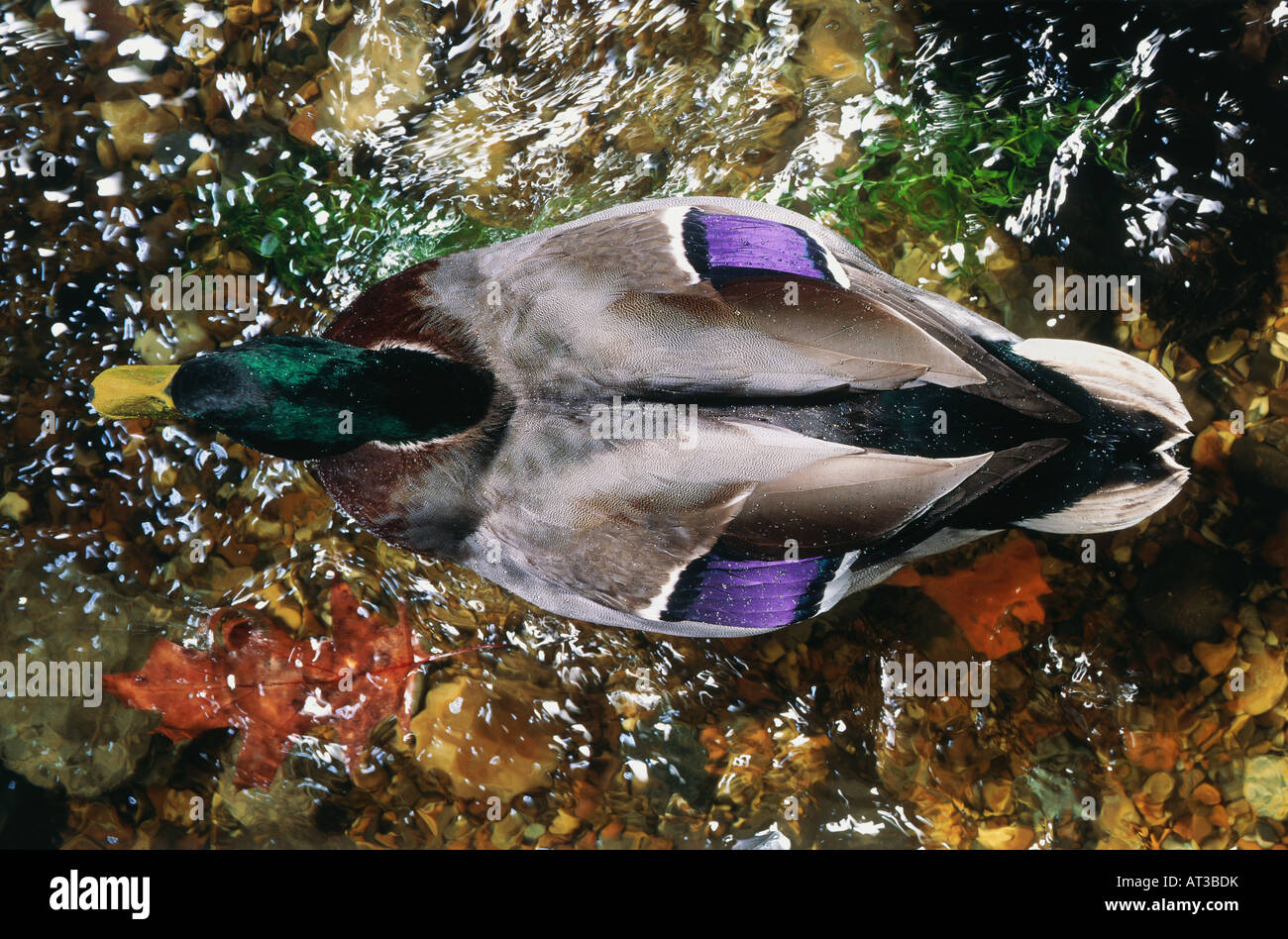 A mallard duck Stock Photo - Alamy
