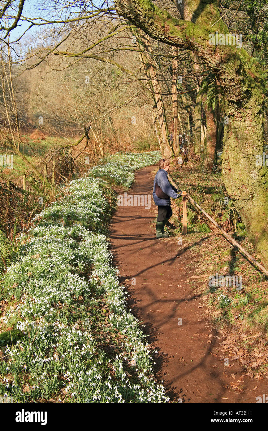 Wild snowdrops (Galanthus nivalis) Snowdrop Valley River Avill Exmoor ...
