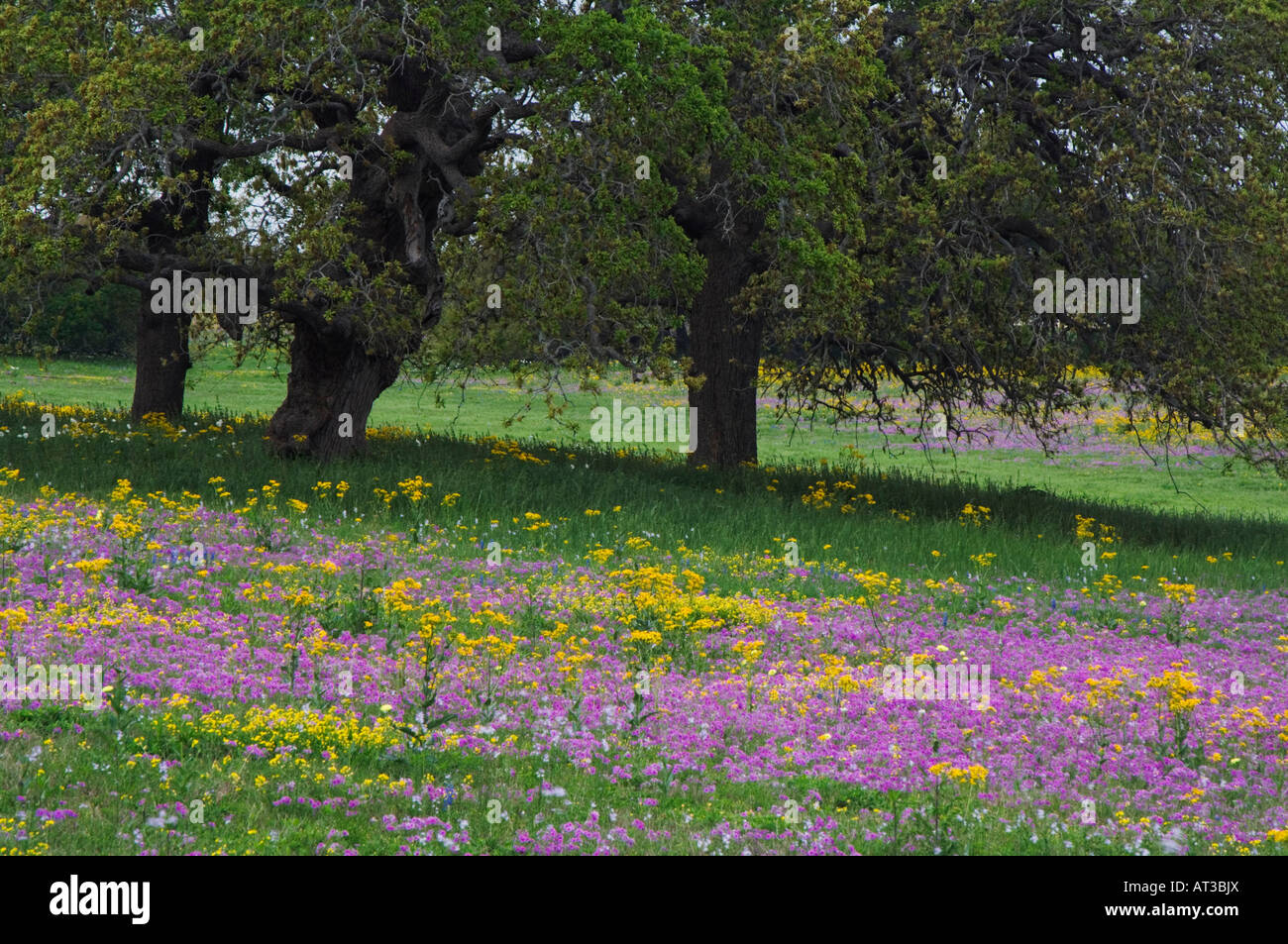 Live Oak Quercus virginiana Squaw Weed Senecio ampullaceus and Pointed ...