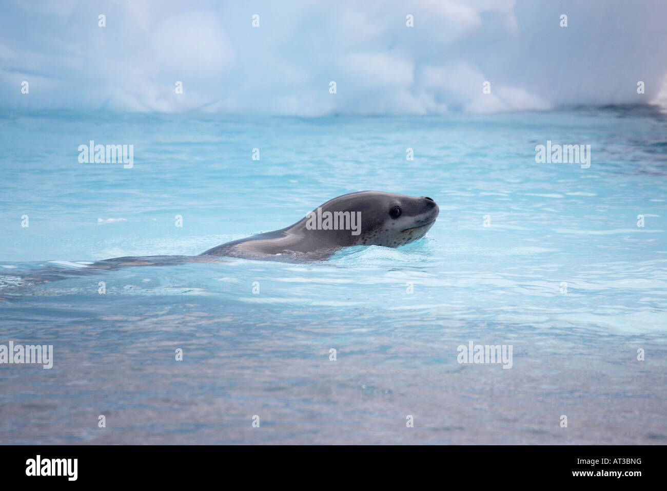 Leopard Seal in Antarctica Stock Photo - Alamy