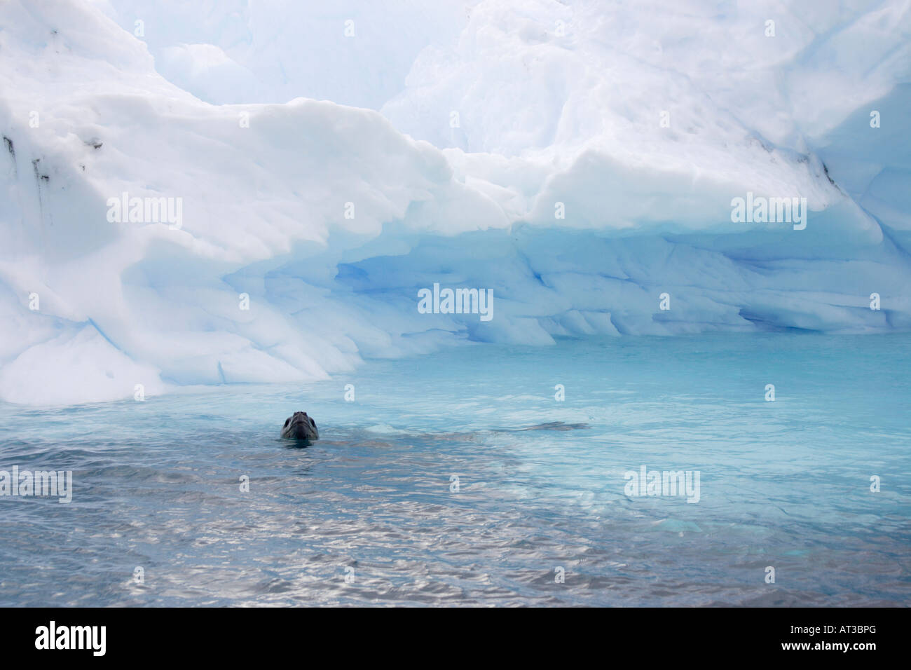 Leopard Seal in Antarctica Stock Photo - Alamy
