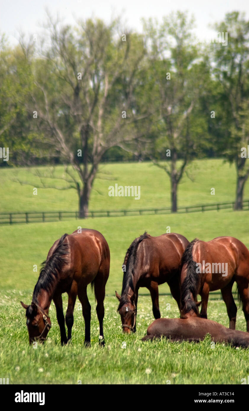 Four horses hi-res stock photography and images - Alamy