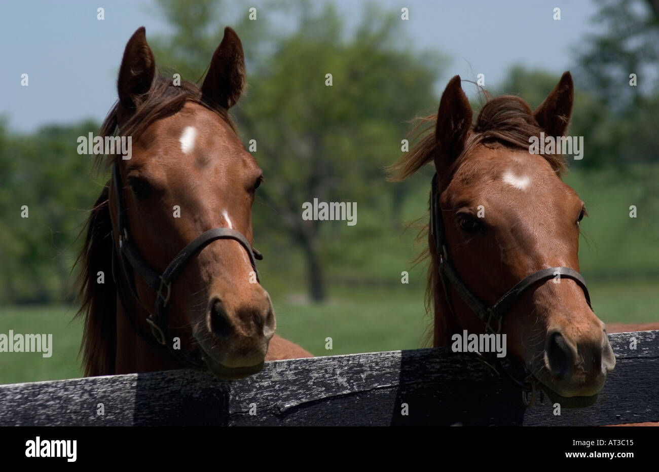 Two horses looking over fence hi-res stock photography and images - Alamy