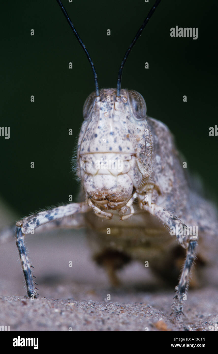 Three-banded Grasshopper Hadrotettix trifasciatus adult Starr County ...