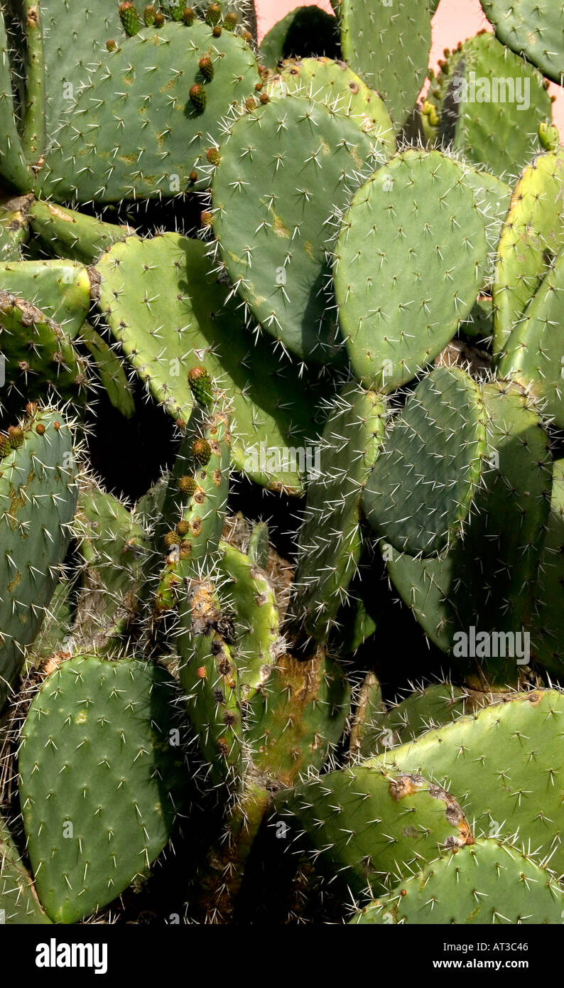 Patch of Prickly Pear Opuntia cactus in California Stock Photo - Alamy