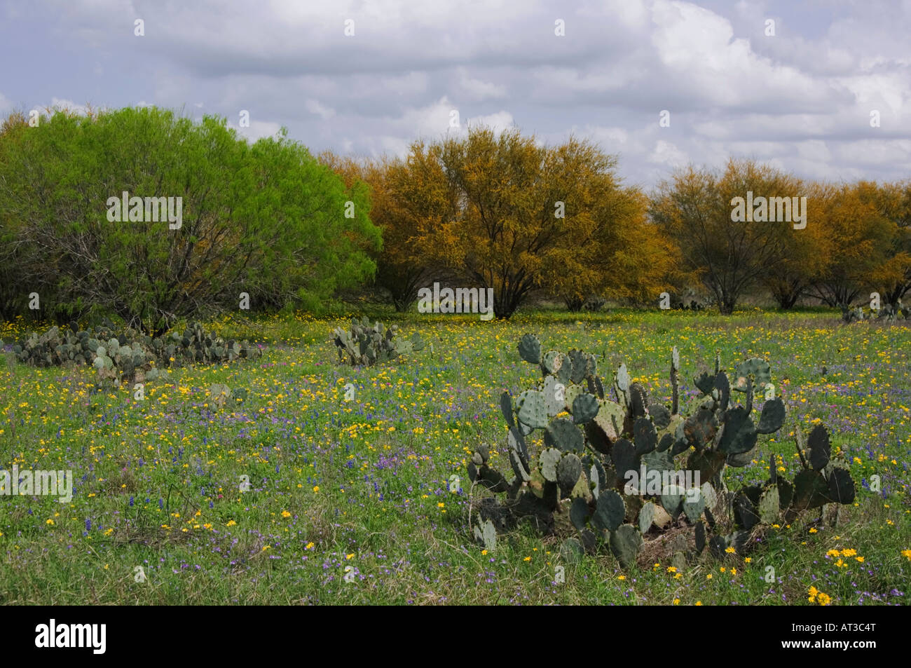 Wildflower field with Texas Prickly Pear Cactus Huisache tree Squaw ...