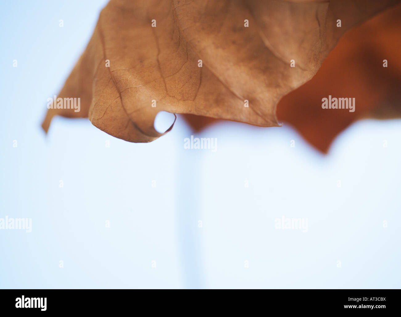 An Autumn leaf Stock Photo - Alamy