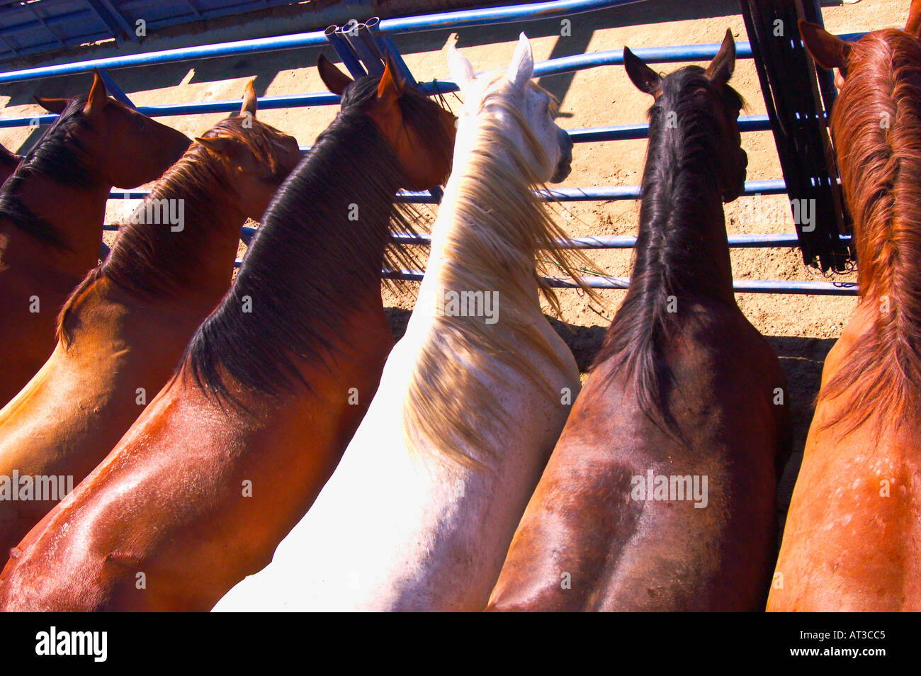 Rodeo stall hi-res stock photography and images - Alamy