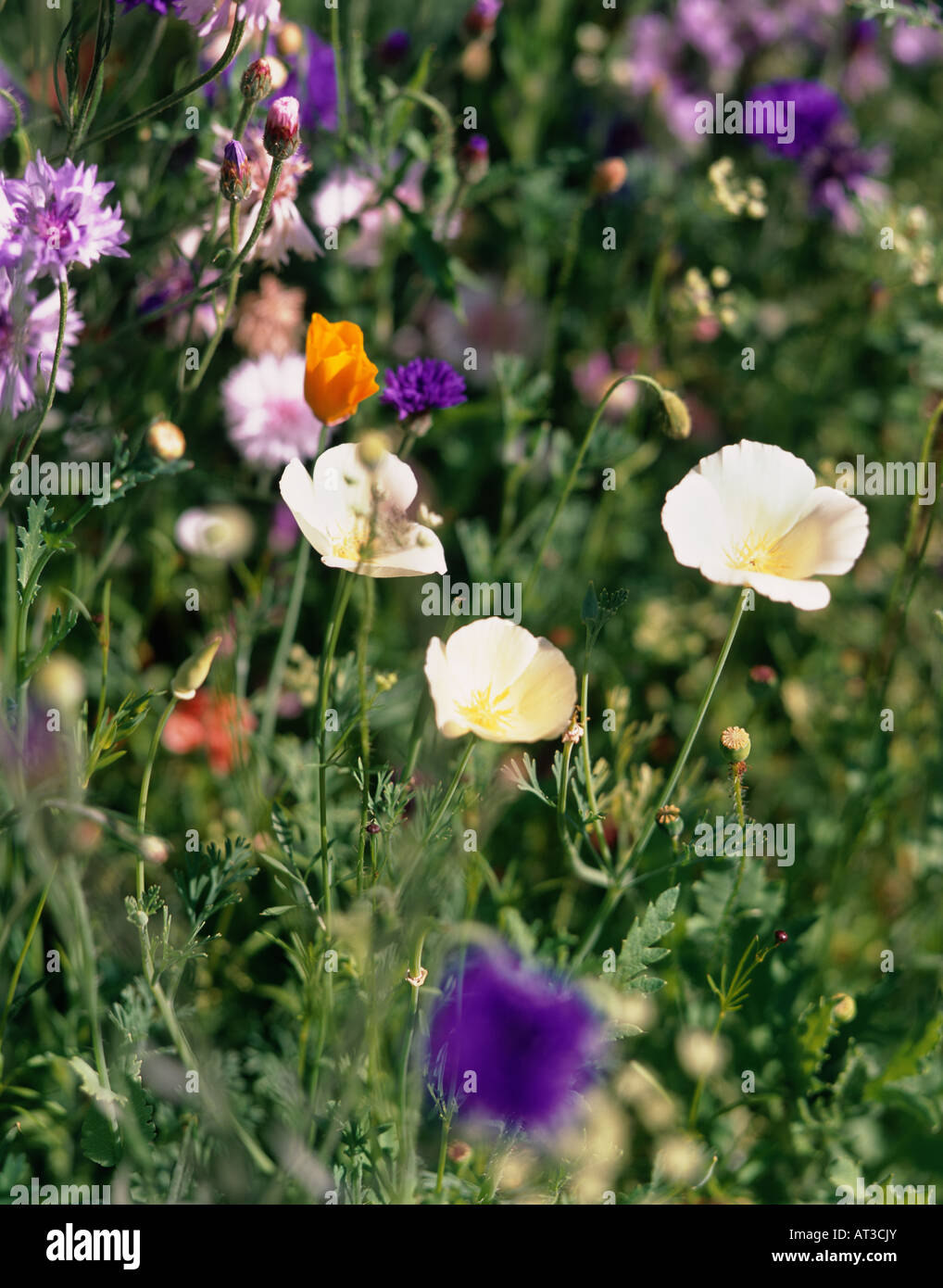 Tim flowers hi-res stock photography and images - Alamy