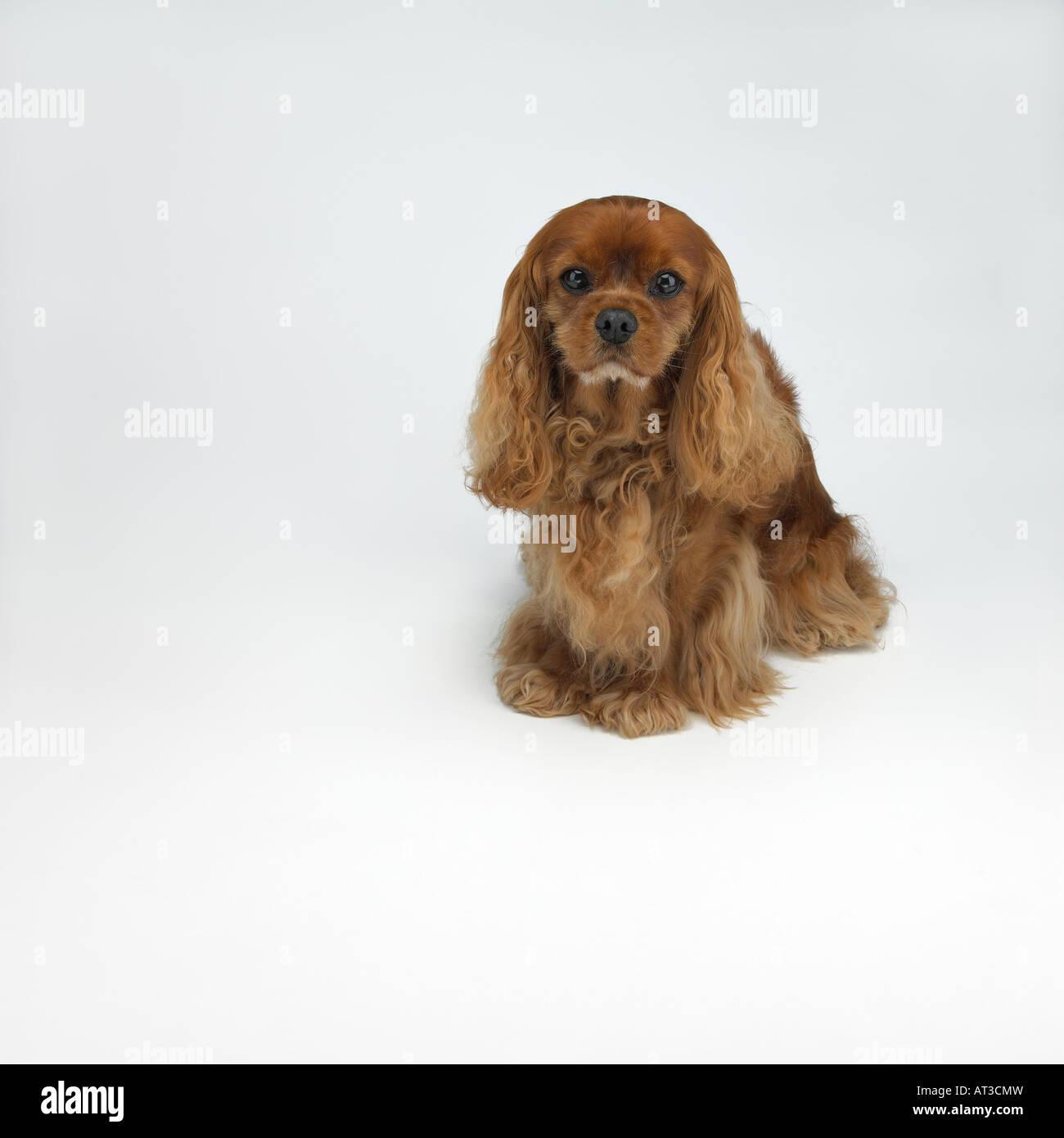 A dog standing Stock Photo - Alamy