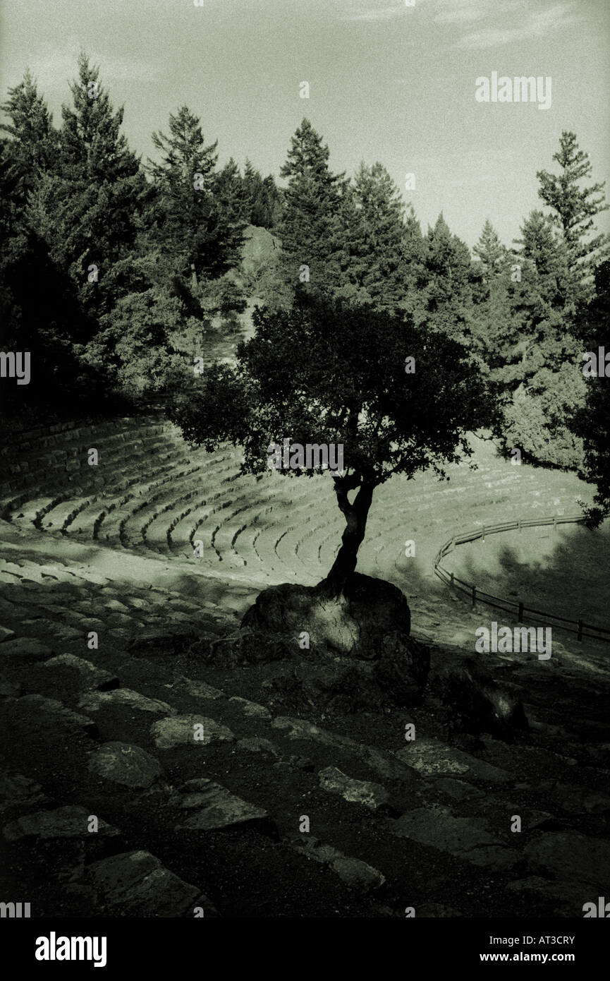 An olive tree Stock Photo - Alamy