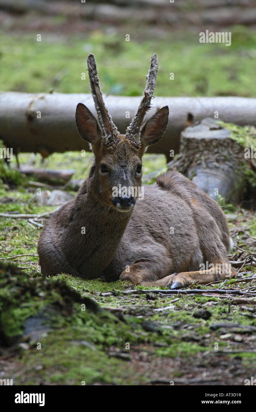 Roe buck lying hi-res stock photography and images - Alamy
