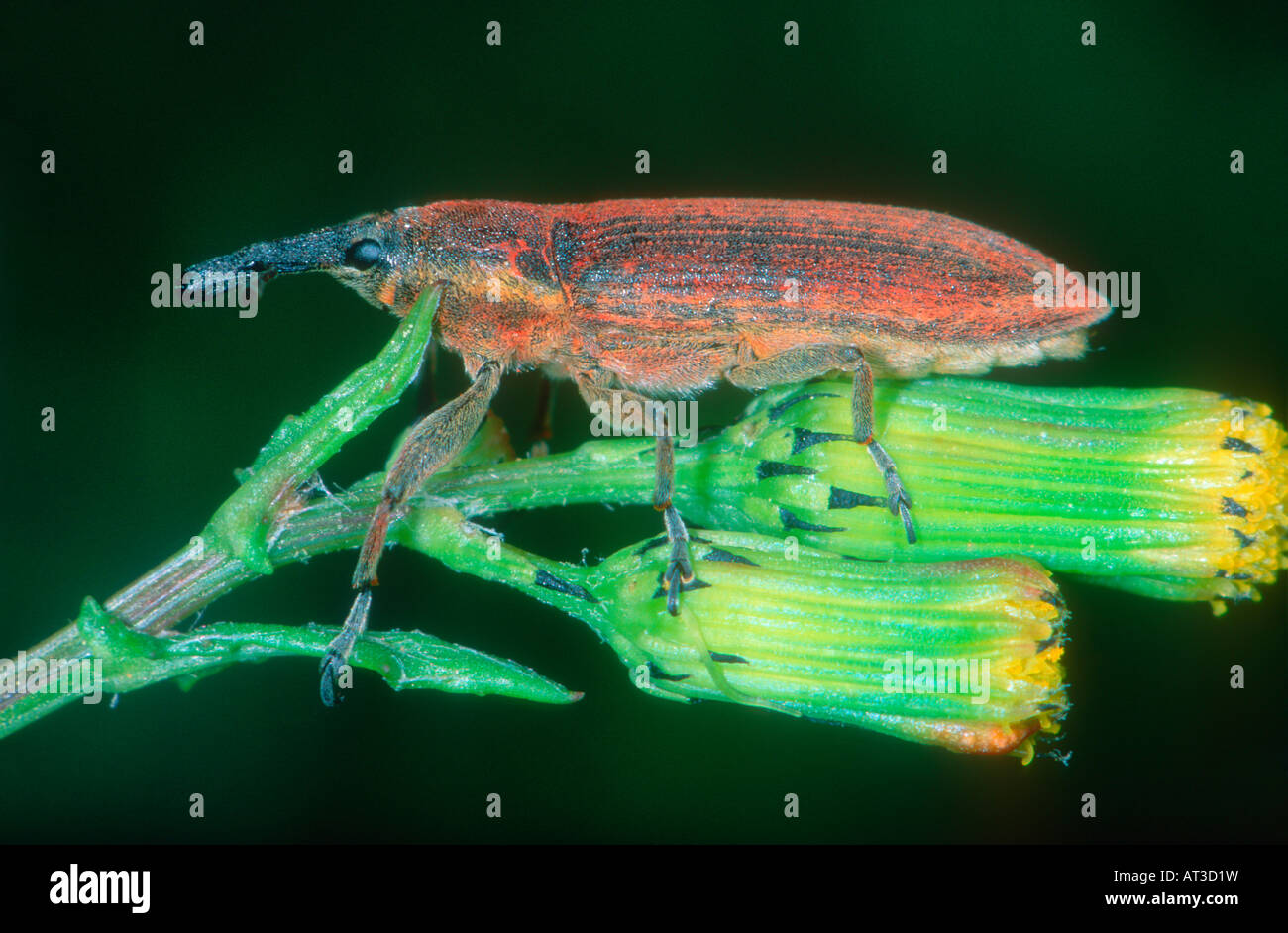 Bean weevils hi-res stock photography and images - Alamy