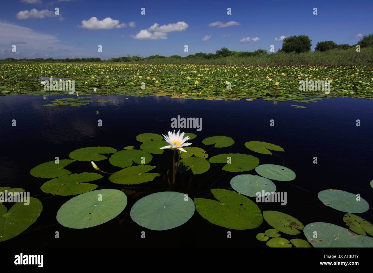 Nymphaea mexicana hi-res stock photography and images - Alamy