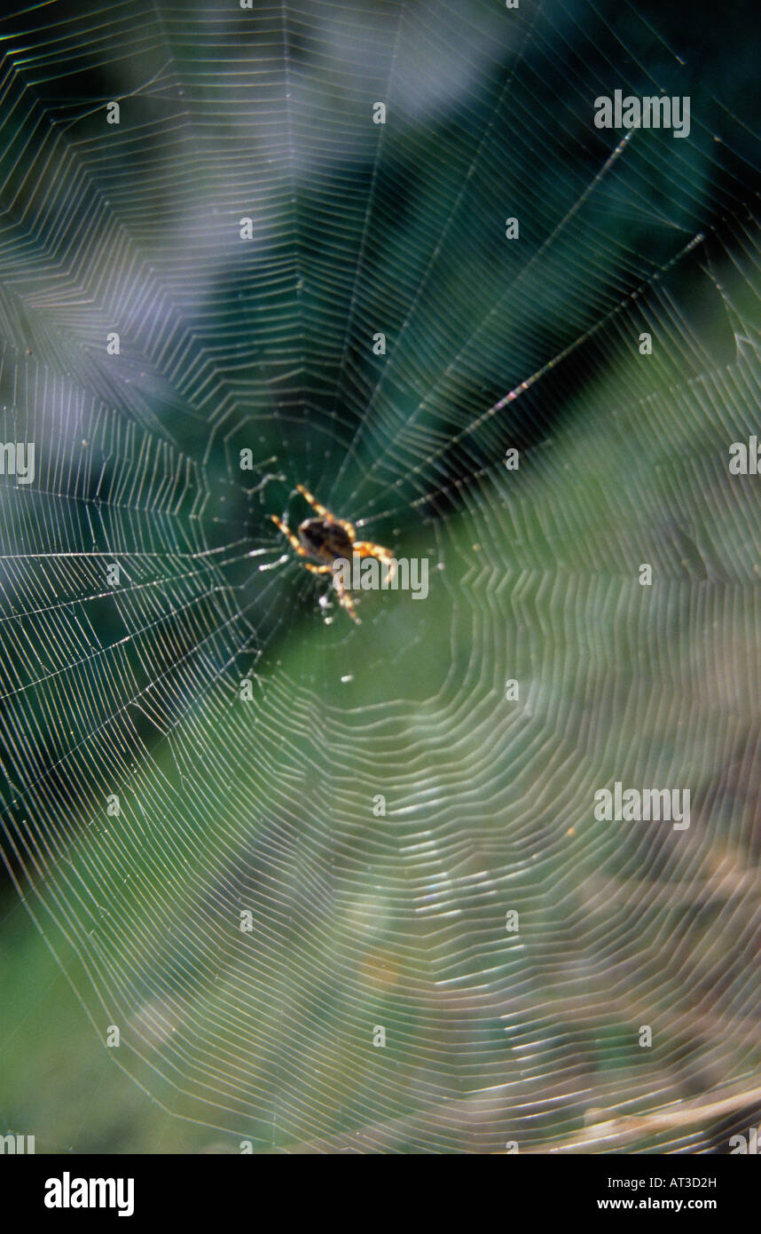 A spider spinning a web Stock Photo - Alamy