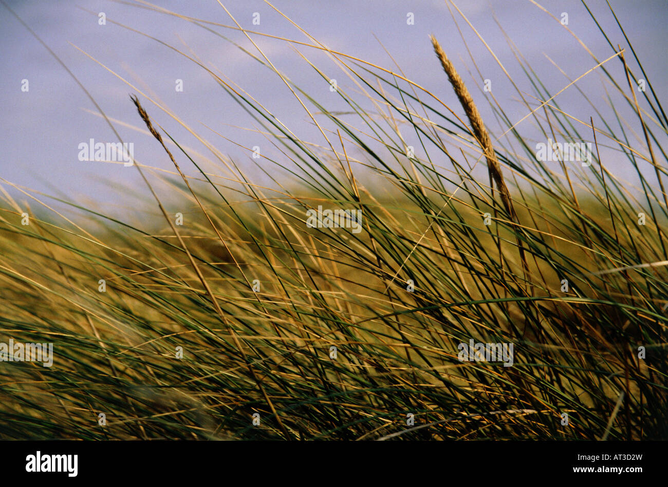 Rustic grasses hi-res stock photography and images - Alamy