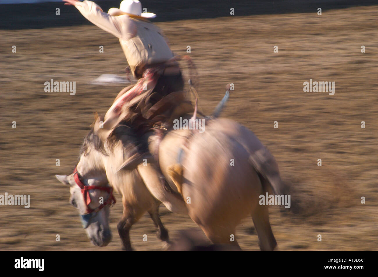 rodeo cowboy riding a horse Stock Photo - Alamy