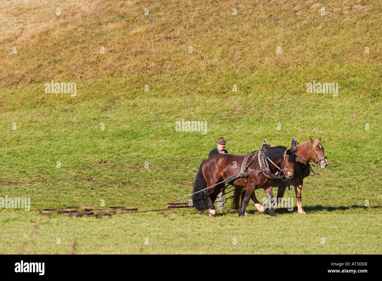 Harrowing field animal hi-res stock photography and images - Alamy