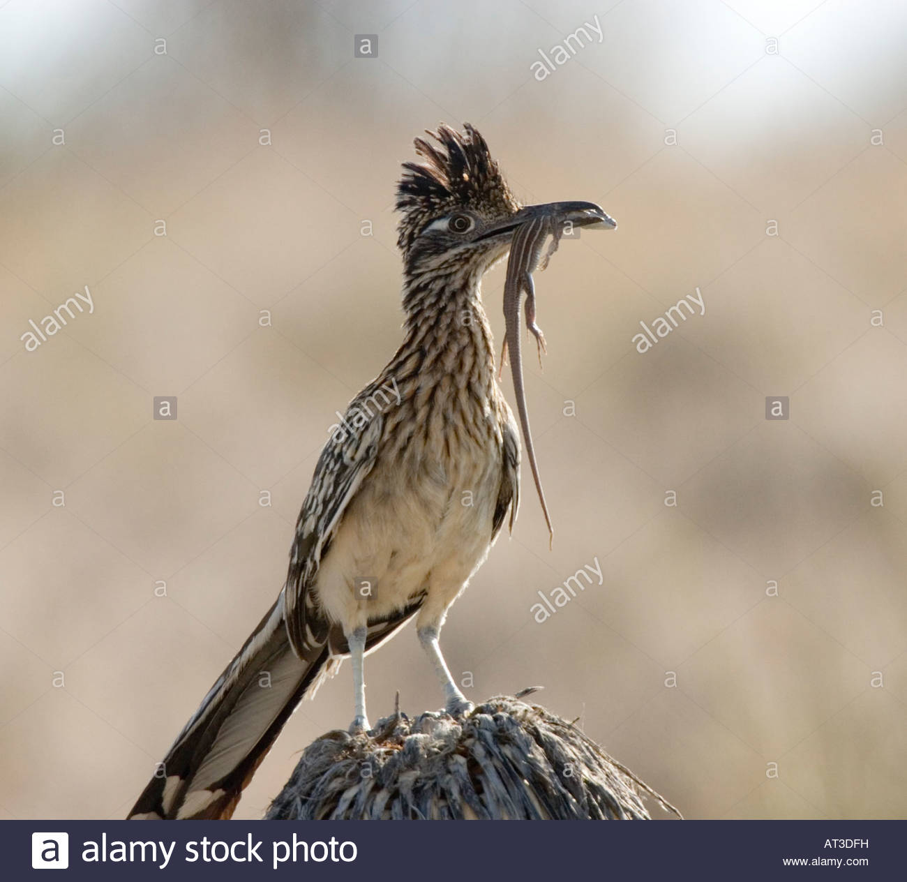 Roadrunner High Resolution Stock Photography and Images - Alamy