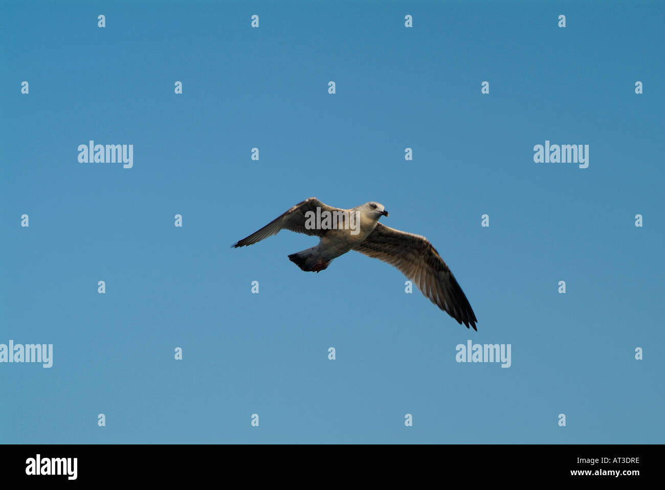 Seagull Sky Flying Flight Bosphorus High Resolution Stock Photography ...