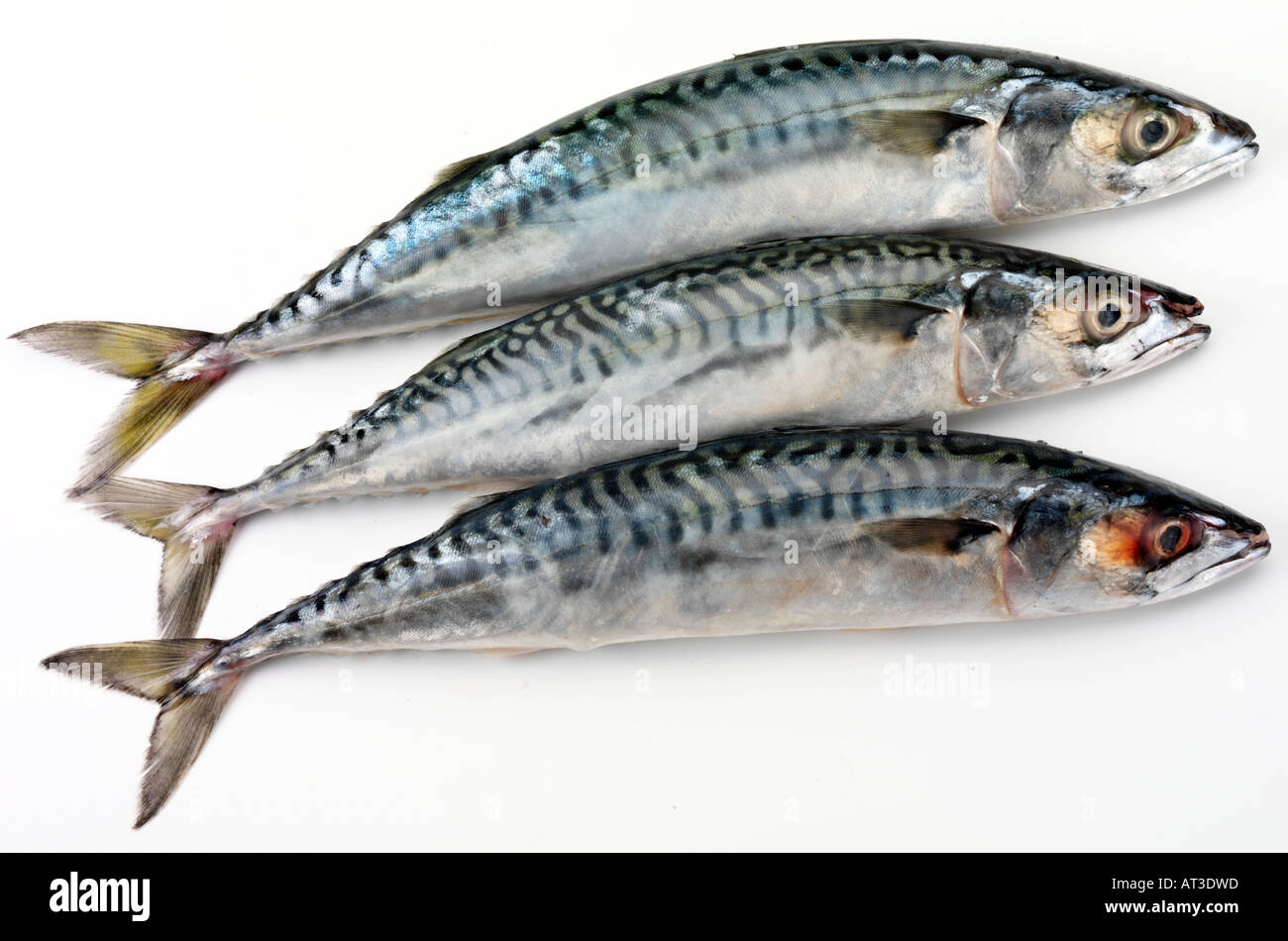 Fish cut out Cut Out Stock Images & Pictures - Alamy