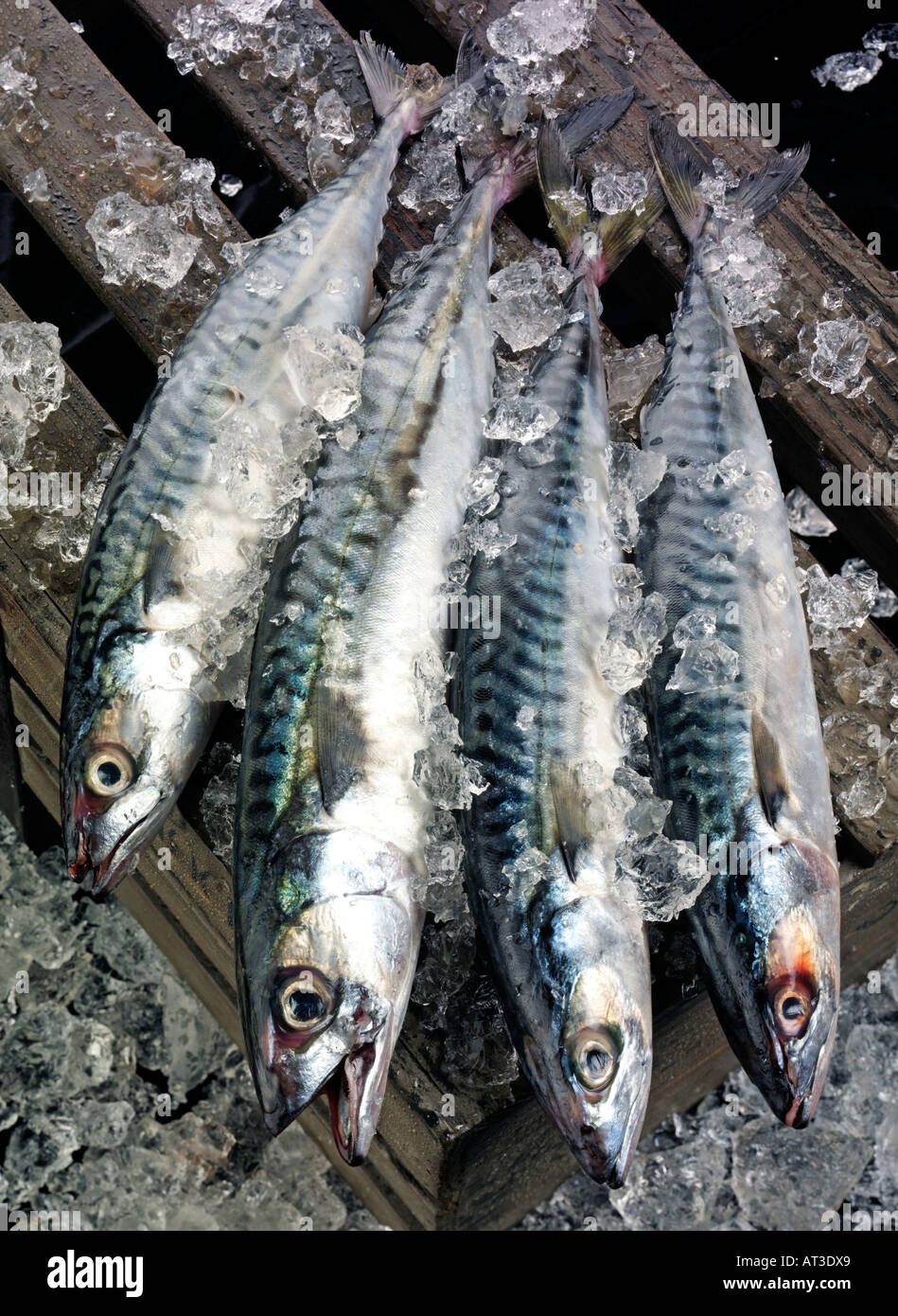 FRESH CORNISH MACKEREL Stock Photo - Alamy