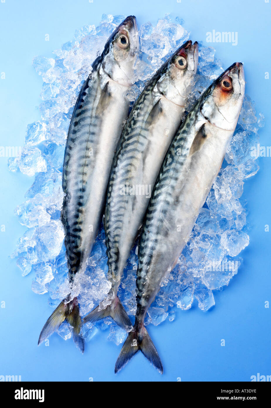 THREE MACKEREL FISH ON ICE Stock Photo - Alamy