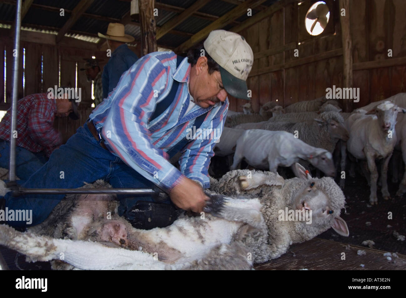 Domestic Sheep shearing Sheep Hill Country Texas USA April 2007 Stock ...
