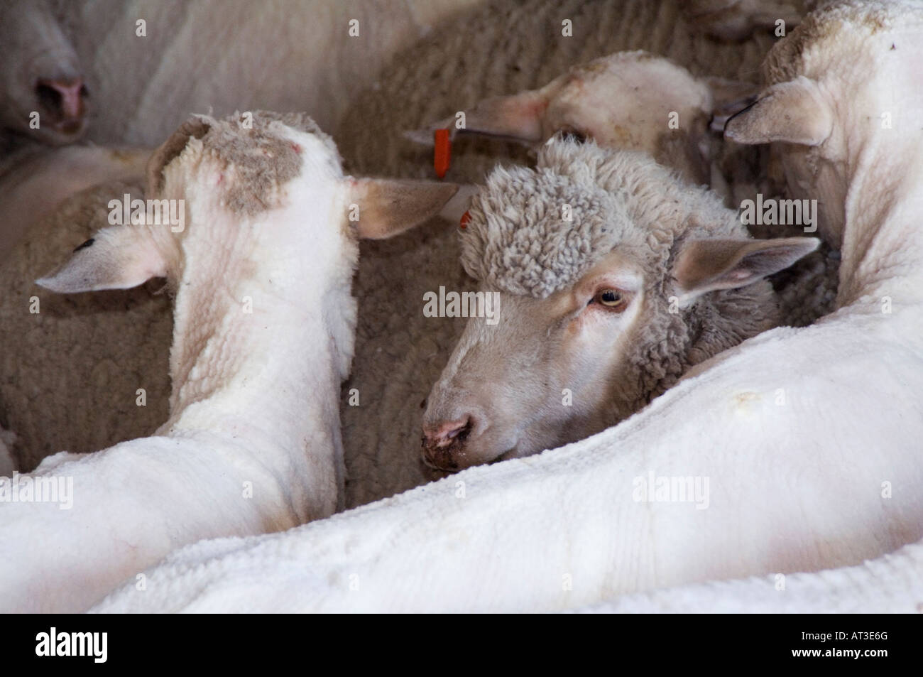 Unsheared sheep hi-res stock photography and images - Alamy