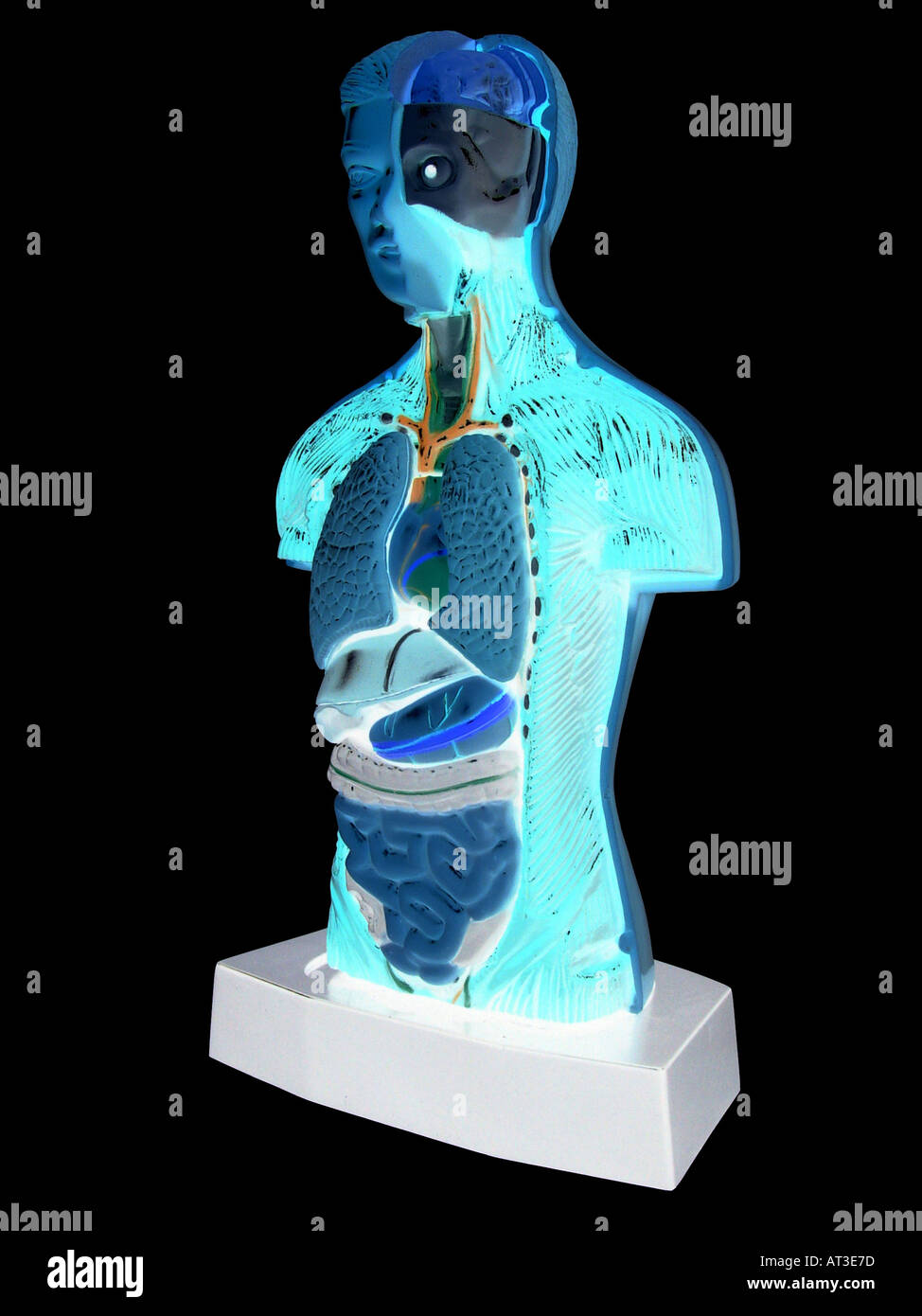 Anatomy model Stock Photo - Alamy