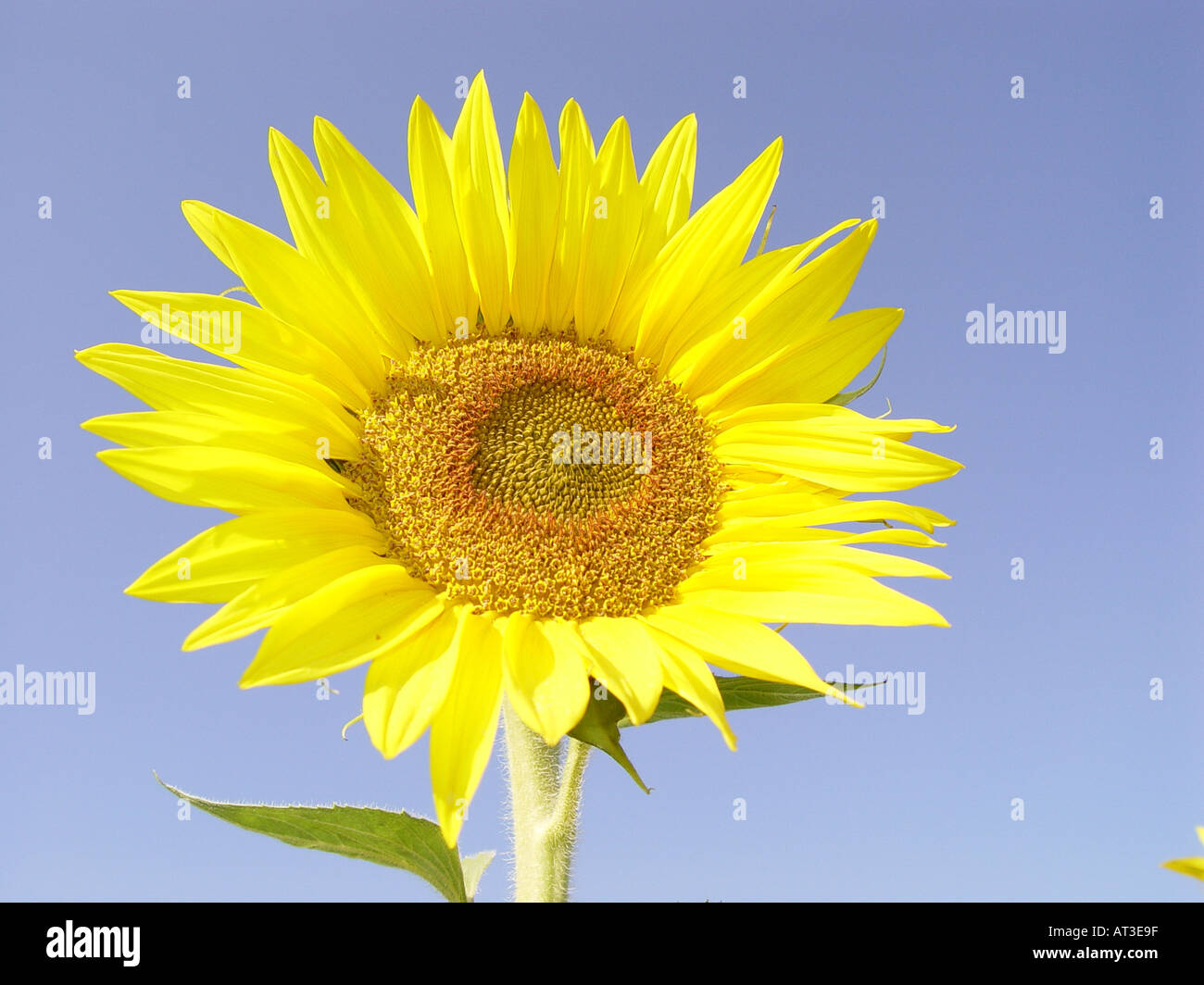 Sunflower Symbol for summers sun sunshine and or symbol for the ...
