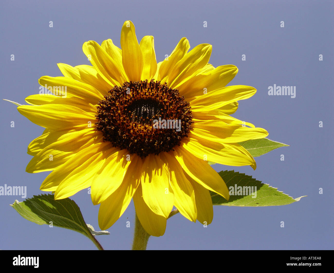 Sunflower Symbol for summers sun sunshine and or symbol for the ...
