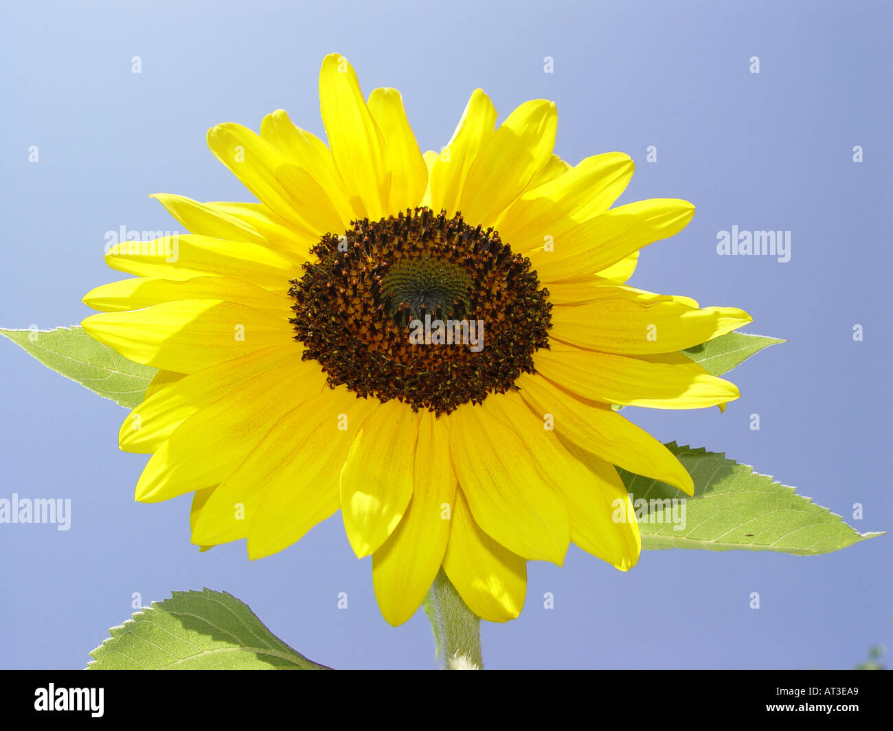 Sunflower Symbol for summers sun sunshine and or symbol for the ...