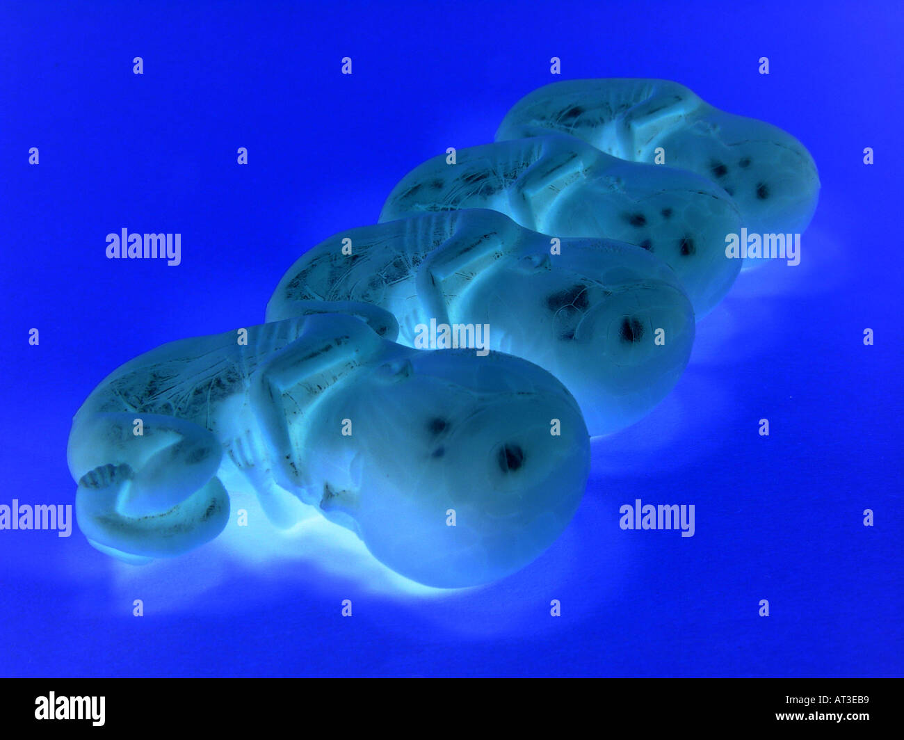 A set of embryos as symbol for clones in the genetic engineering Stock ...
