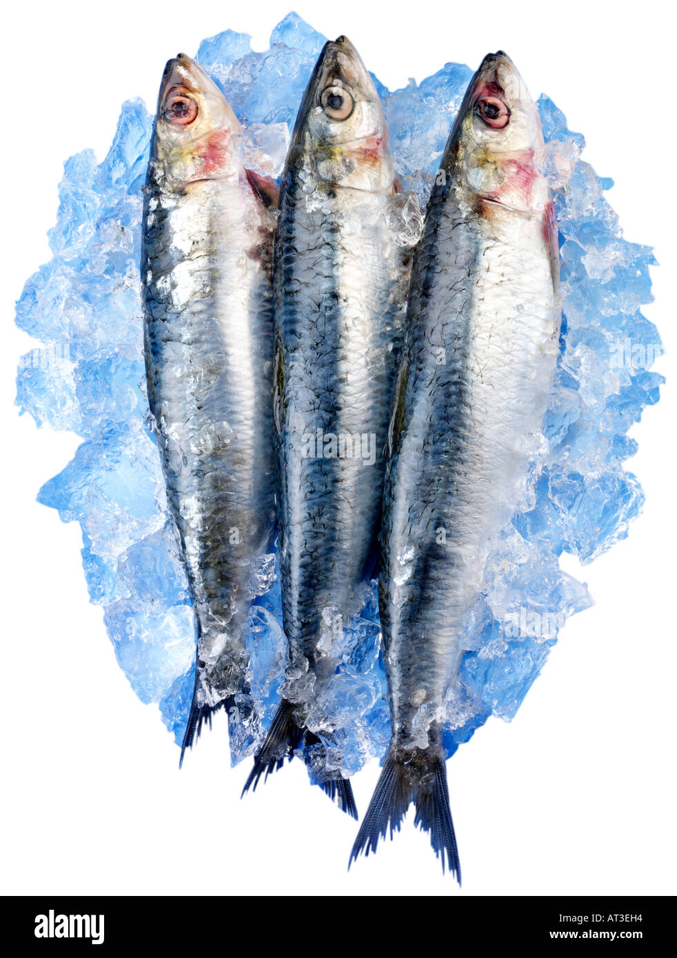 Catch of sardines Cut Out Stock Images & Pictures - Alamy