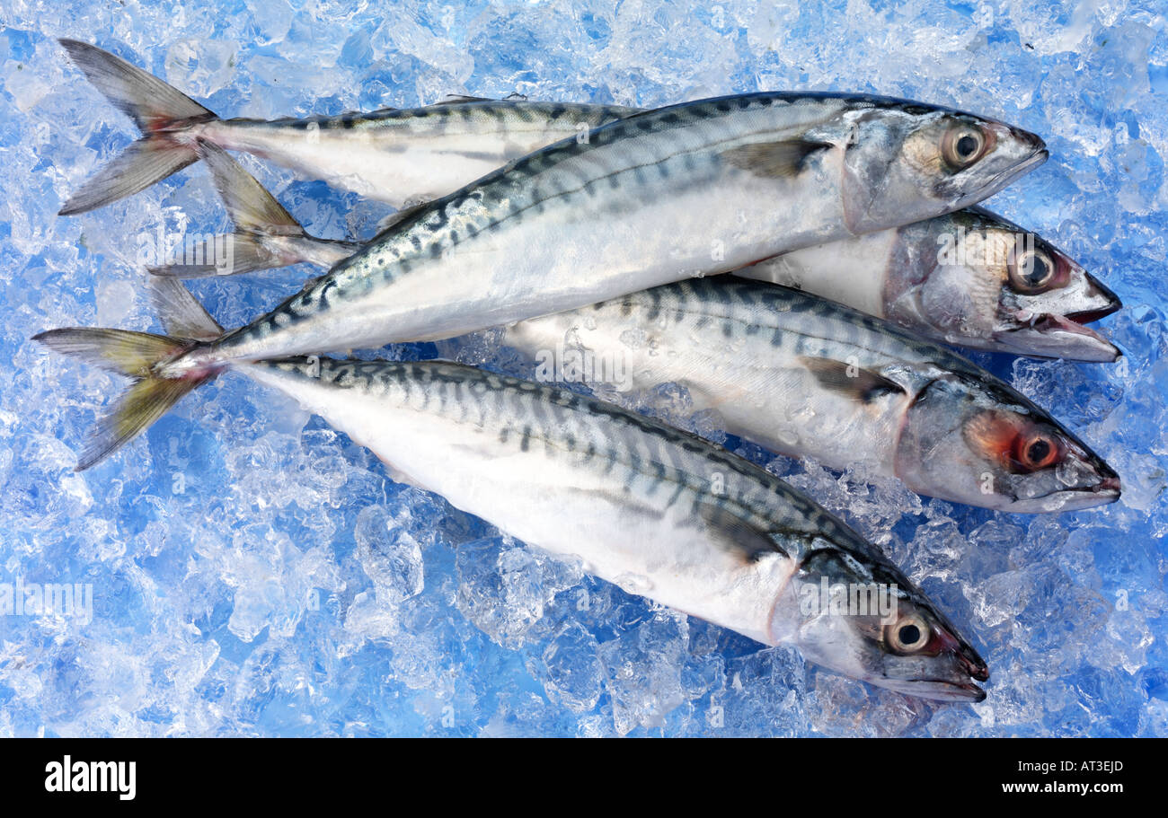 MACKEREL FISH ON ICE Stock Photo - Alamy