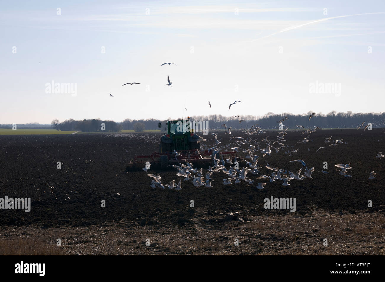 Flock following plough hi-res stock photography and images - Alamy