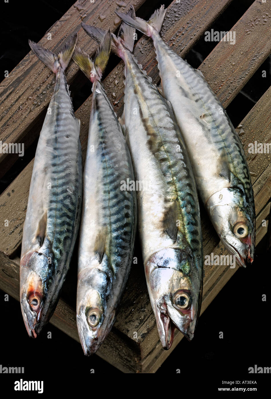 Cornish mackerel hi-res stock photography and images - Alamy