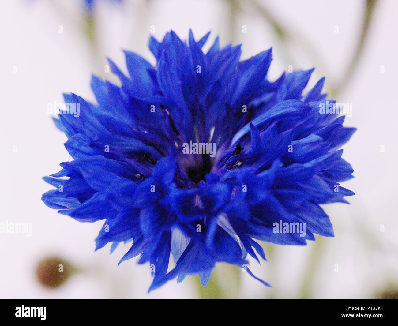 Blue cornflower hi-res stock photography and images - Alamy
