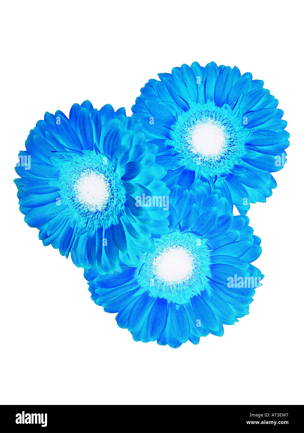 Inverted flowers hi-res stock photography and images - Alamy