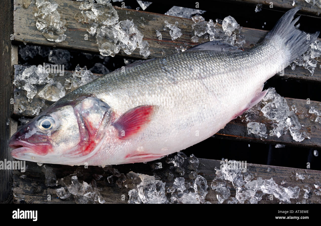Fish seabass box hi-res stock photography and images - Alamy